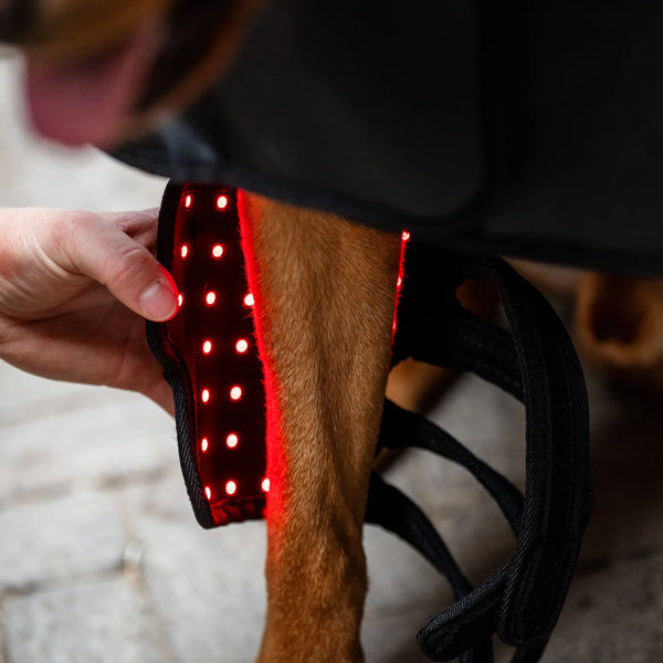 Horseware LED Red Light Therapy Pet Leg Wrap • Uberhorse