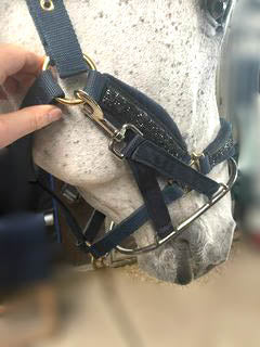 Trust Stallion Ring • Uberhorse