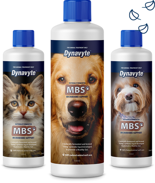 Dynavyte Clever Cat MBS • Uberhorse